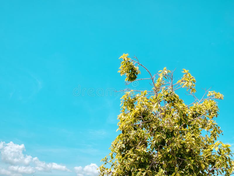 Low Angle View of Tree Top Branches and Leaves Against Blue Sky Stock ...