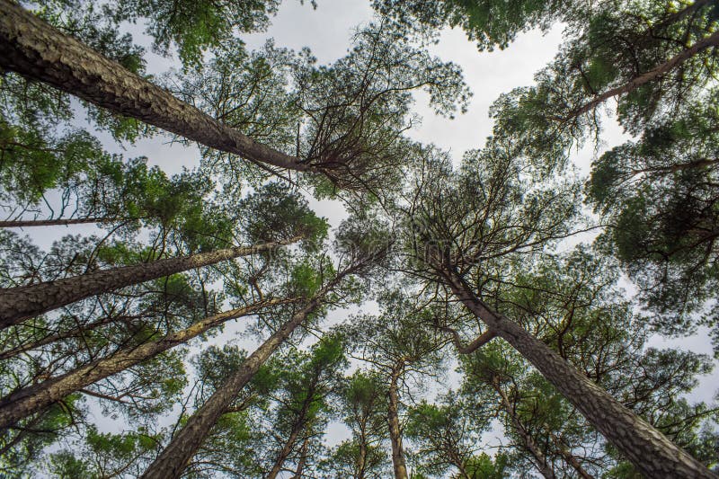 Low Angle View of Tree Tops in a Forest Stock Photo - Image of growth ...