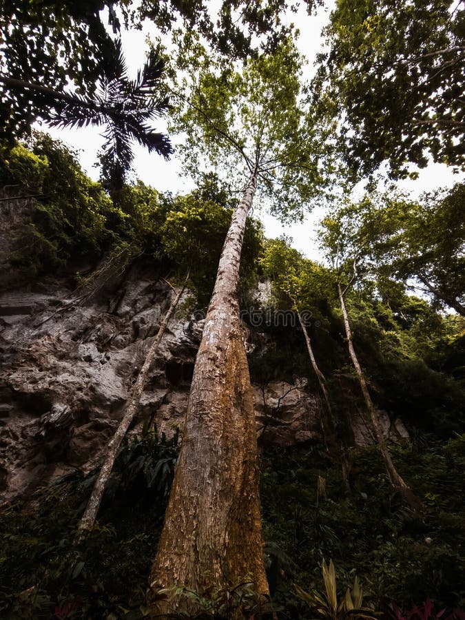 Low Angle View of Tree Trunk in the Rainforest Jungle. Stock Image ...