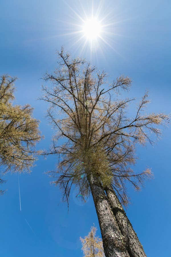 Low-angle View of a Tree Under a Bright Sun in Marais Des Tenasses ...