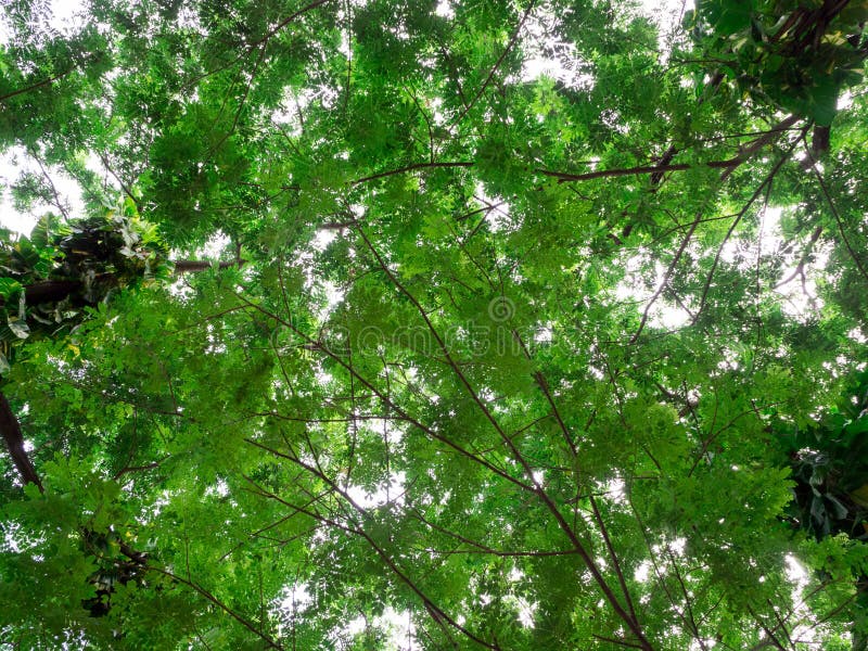 Worm's Eye View Of Flowers Beside Trees Under The Sky During Daytime ...