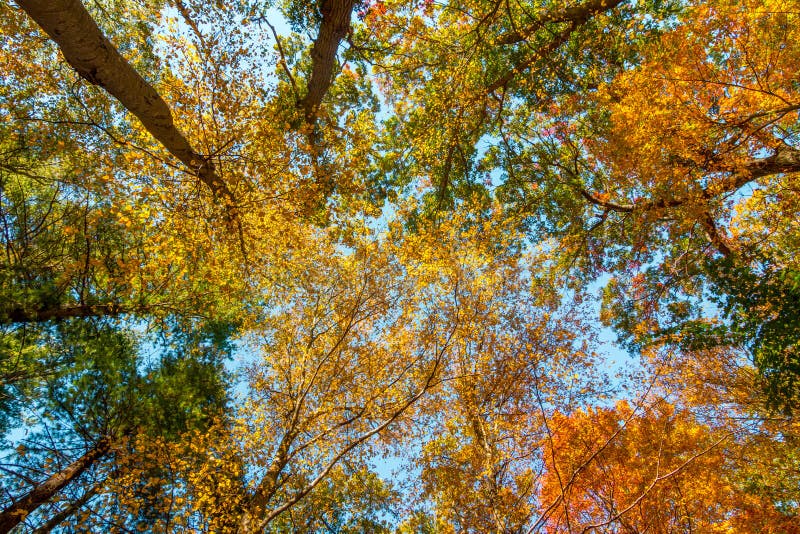 Low angle view trees stock photo. Image of space, trees - 63332190