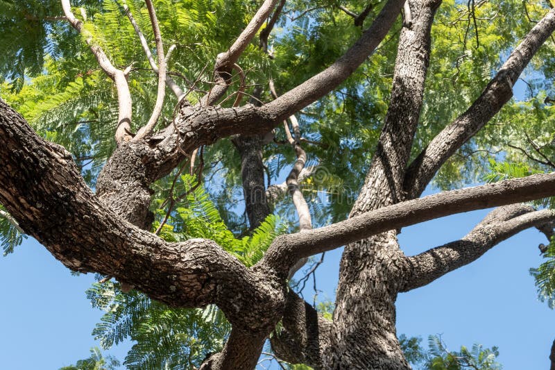 Low Angle View of Trees in Nature, Nature Concept Stock Photo - Image ...