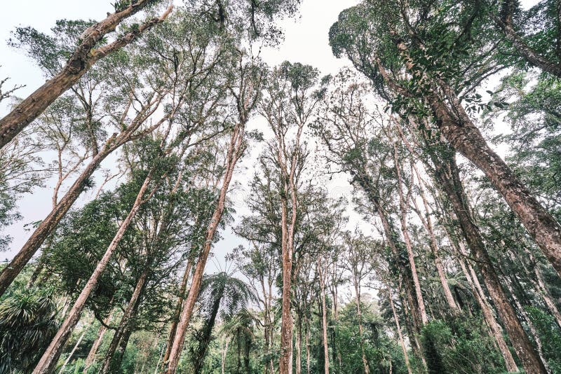 Low Angle View on Tropical Forest, Natural Background with Huge Rain ...