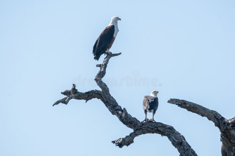 Low-angle View of Two African Fish Eagles Perching on the Branches of a ...