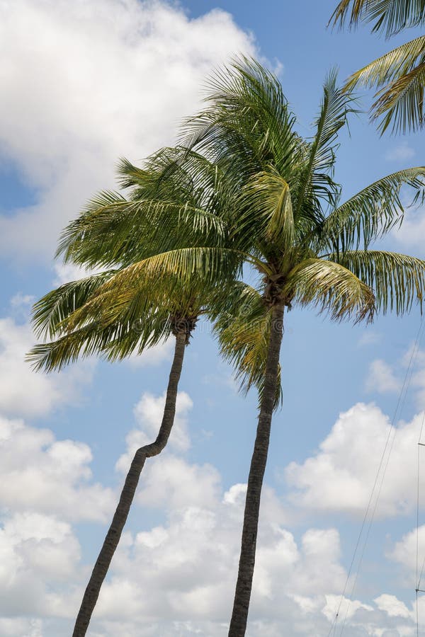 Low Angle View of a Two Coconut Trees Under the Fluffy Clouds in the ...