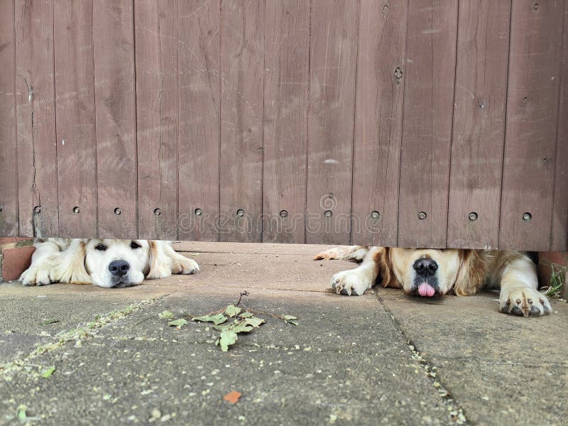 Low Angle View of Two Dogs Peeking Beneath a Gate Stock Photo - Image ...