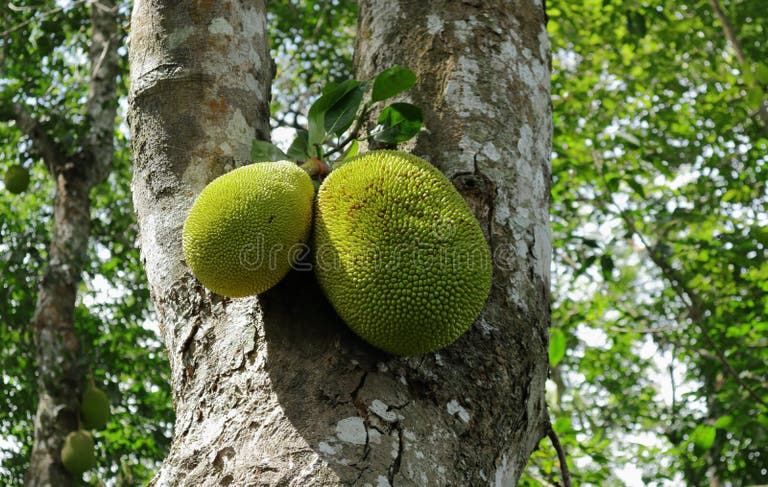 Low Angle View of Two Jack Fruit Hanging on the Trunk of a Large Jack ...