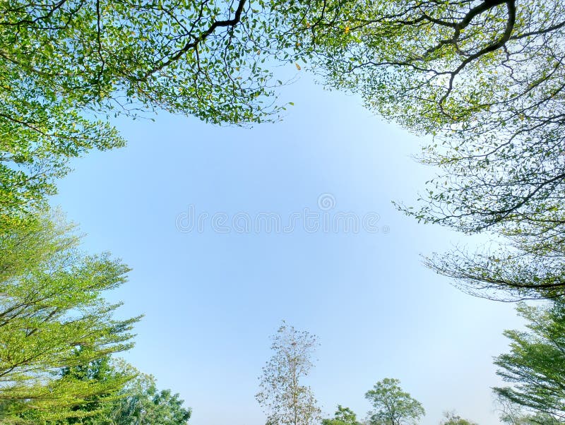 Low Angle View Under Tree Canopy through Blue Sky Stock Image - Image ...