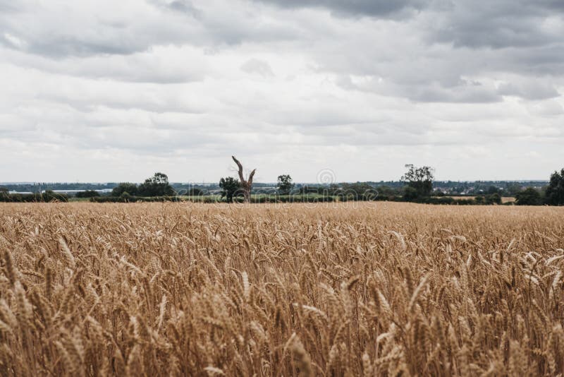 Low Angle View of a Wheat Crop Field Stock Photo - Image of ears, angle ...