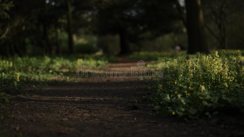 Low Angle Walk Shot on Park Path in Spring Evening Stock Photo - Image ...