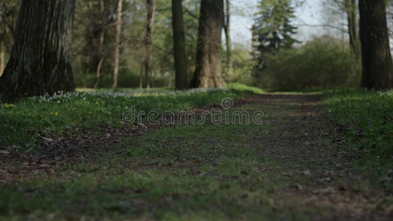 Low Angle Walk Shot on Park Path in Spring Evening Stock Image - Image ...