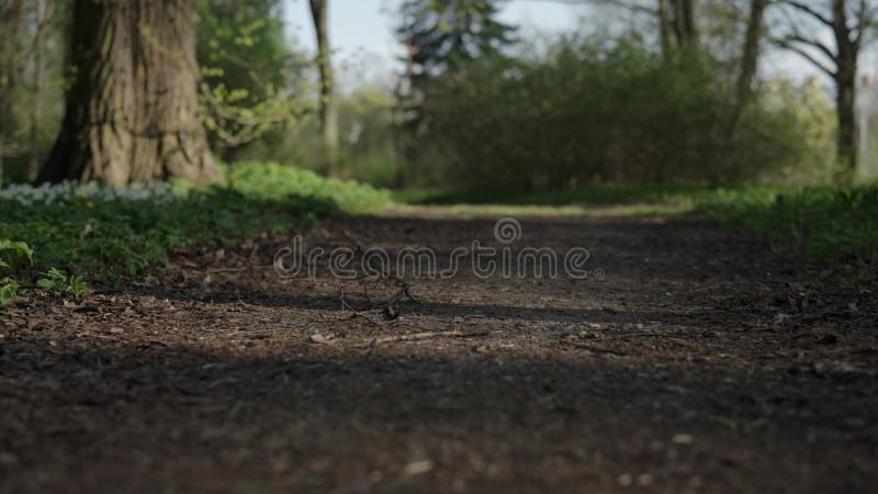 Low Angle Walk Shot on Park Path in Spring Evening Stock Image - Image ...