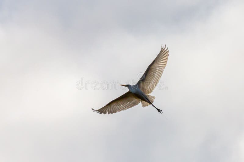 Low Angle of a White Stork Flying in a Cloudy Sky with Its Wings ...