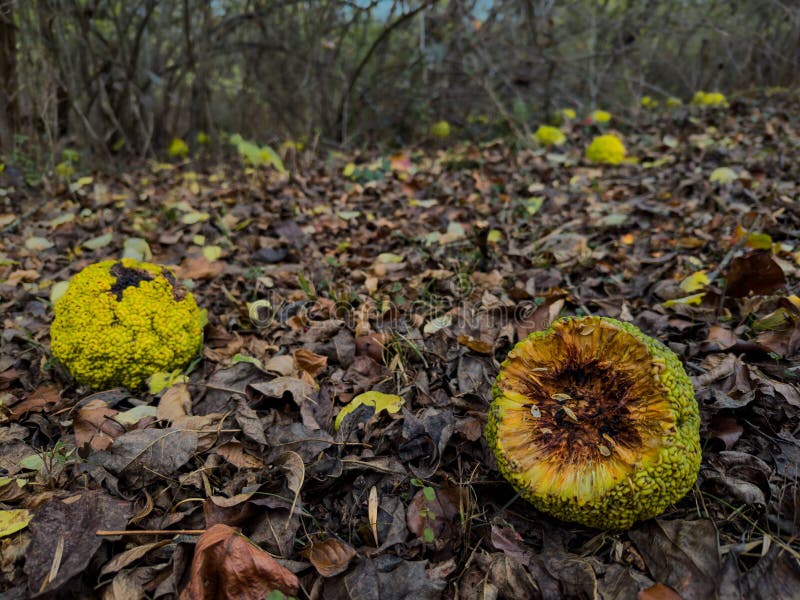 Low Angle Wide Shot of Fallen Osage Fruit (breadfruit, Monkey Brain) in ...