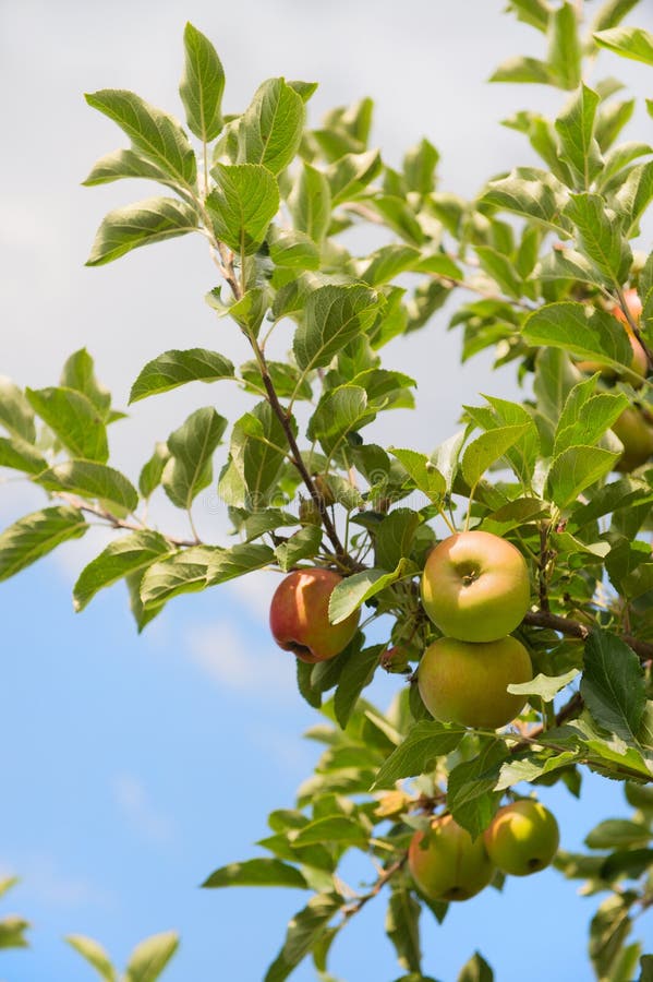 Low apple trees stock image. Image of apple, dwarf, summer - 49187179