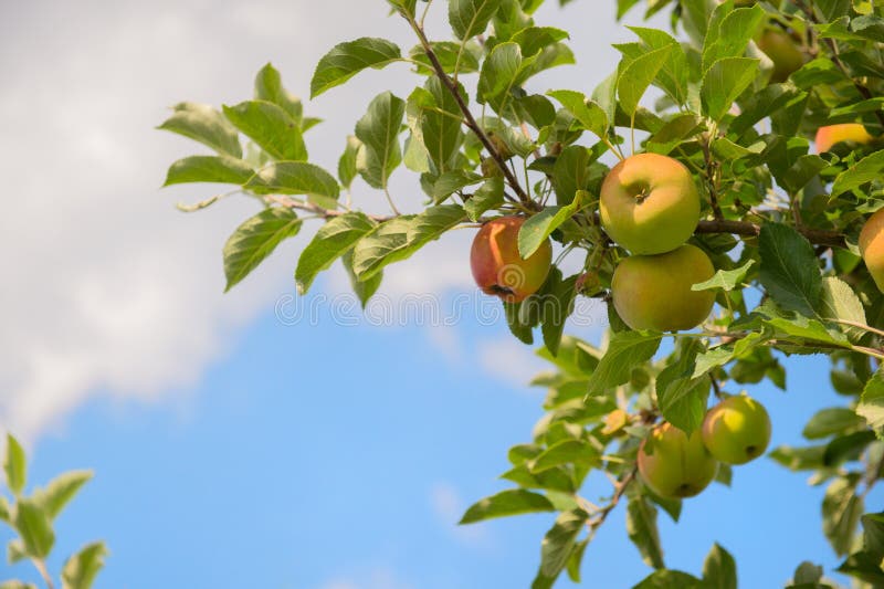 Low apple trees stock image. Image of hanging, ripe, fruit - 49667613