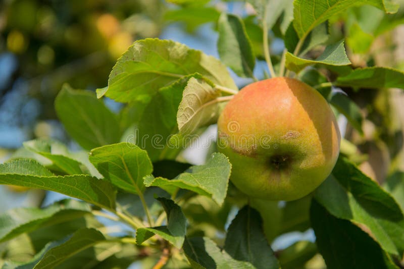 Low apple trees stock image. Image of orange, sunshine - 49969369