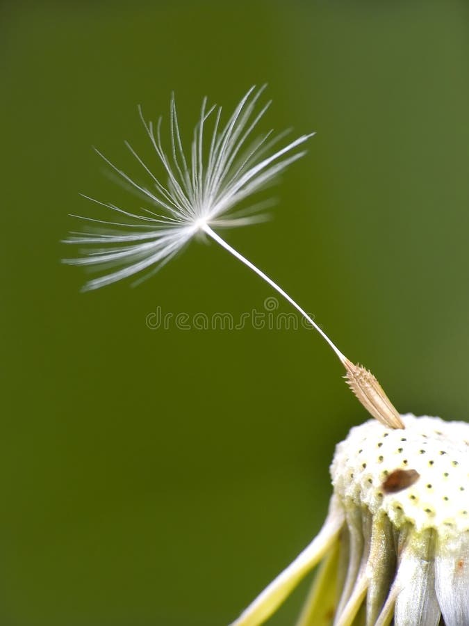 Low-ball stock photo. Image of stem, natur, plant, petals - 12755774