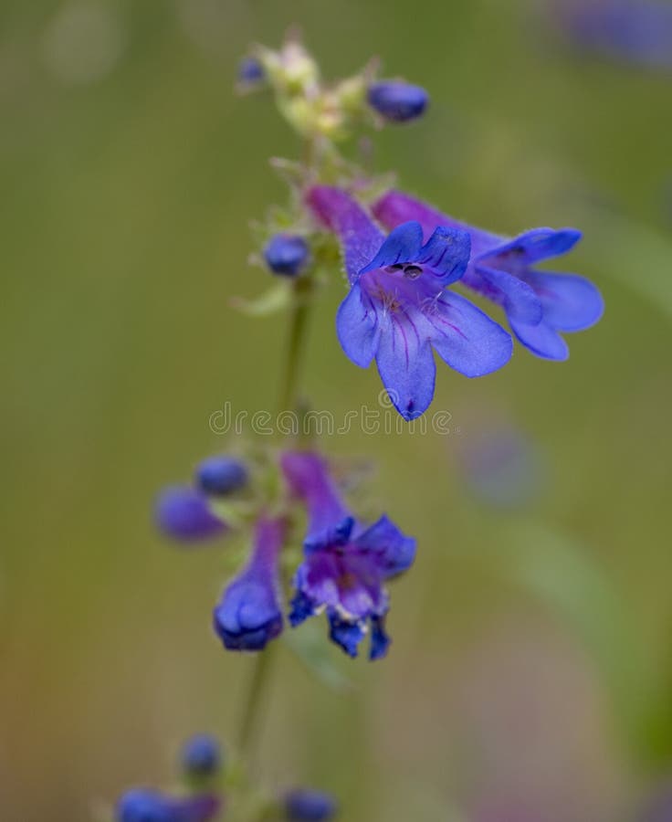 Low Beardtongue stock photo. Image of beardtongue, humilis - 92733372