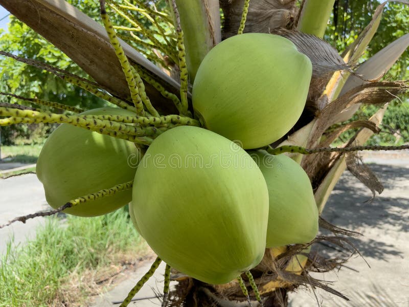 A Low Coconut Tree with Bunches and Young Fruit. Stock Photo - Image of ...