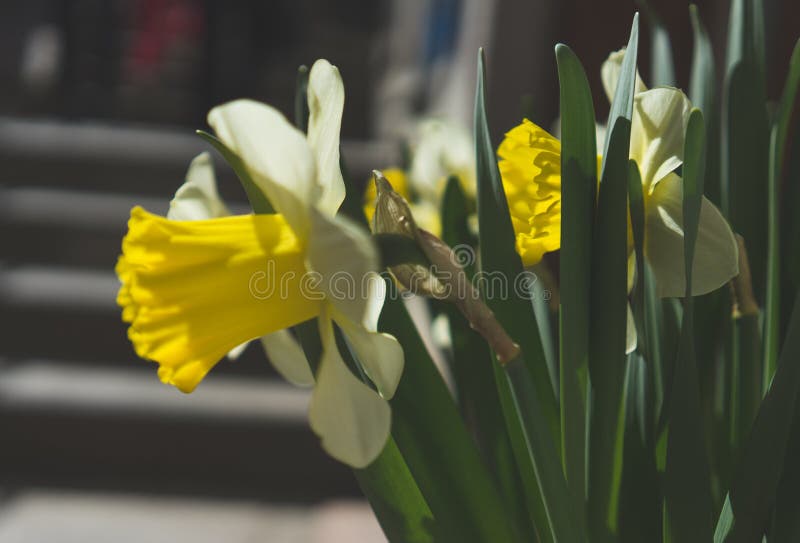 Spring flowers stock photo. Image of green, leaf, flowers - 170229604