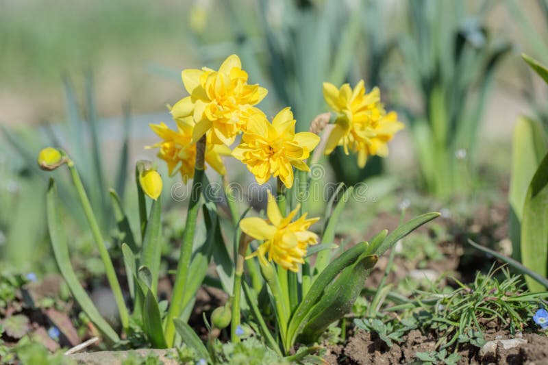 Yellow double daffodils. stock photo. Image of division - 296696742