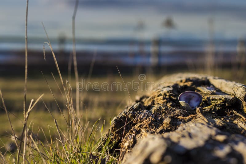 Low depth of field log stock image. Image of background - 114021939