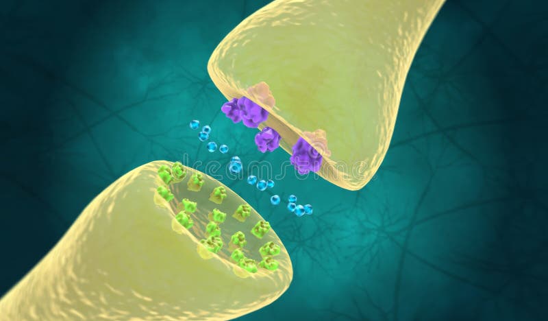 Dopamine Receptor Model Stock Illustrations – 62 Dopamine Receptor ...