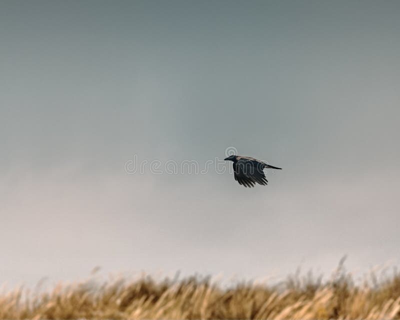Low-flying bird stock image. Image of nature, grass, landscape - 80248119