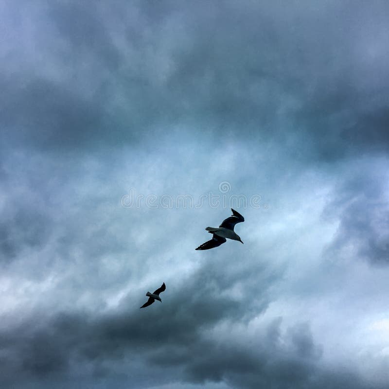 Low flying birds stock photo. Image of bird, beak, gull - 224870982