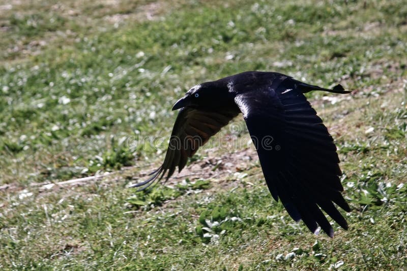 Low Flying Crow in Search of Food Stock Photo - Image of bird ...