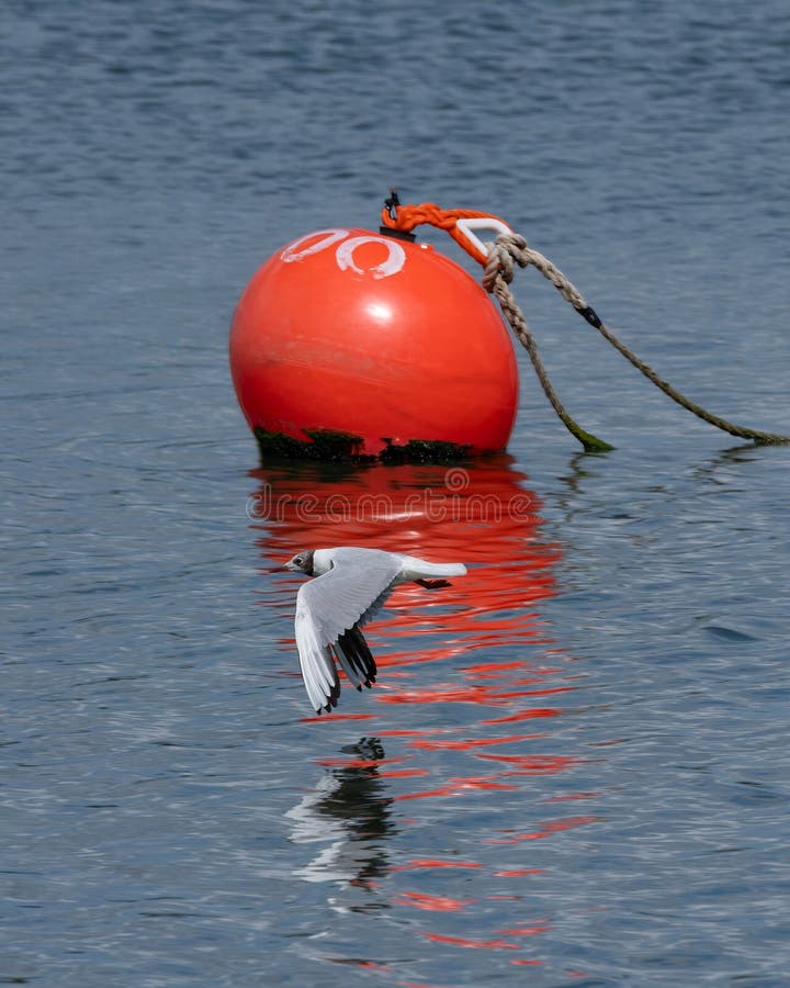 Low Flying Gull with Contrasting Vivid Mooring Buoy Stock Photo - Image ...