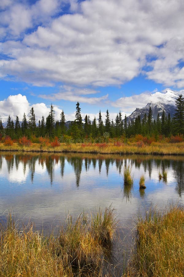 The low fur-trees stock photo. Image of cold, pond, reflection - 169957932