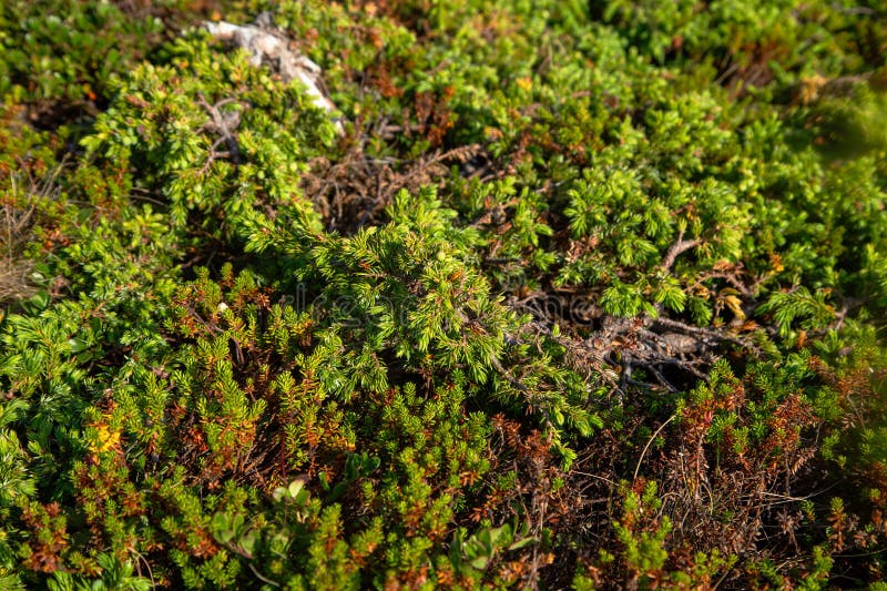 Low Growing Juniper in the Tundra, View from Above Stock Photo - Image ...
