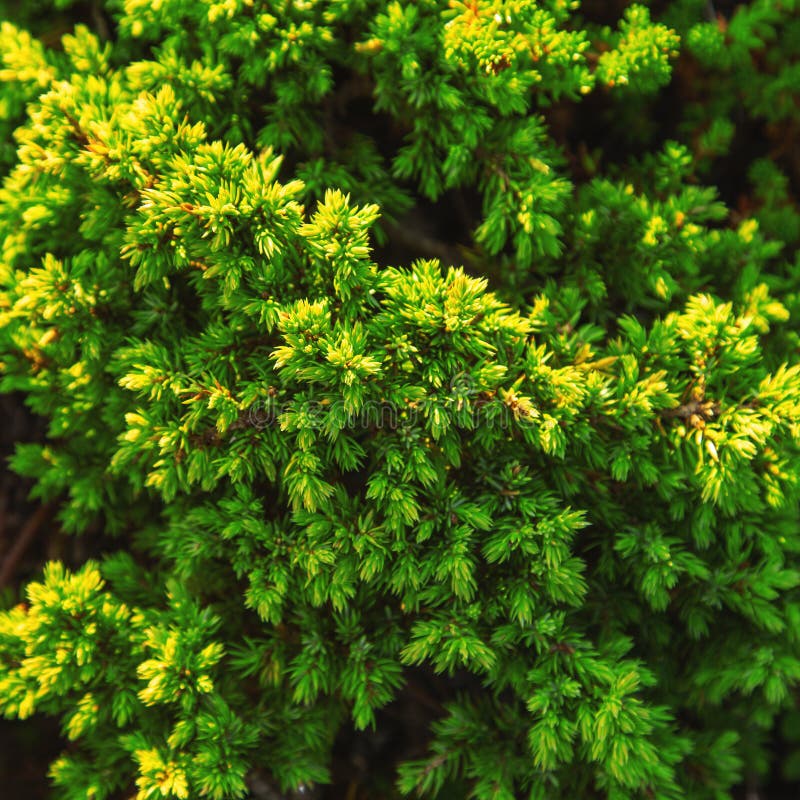 Low Growing Juniper in the Tundra, View from Above Stock Image - Image ...