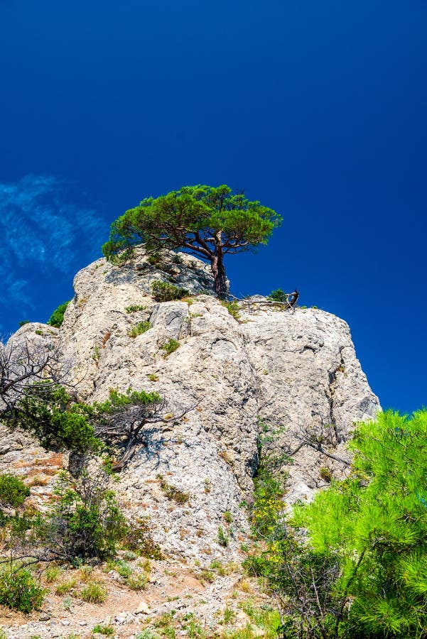 A Low-growing Lush Pine Tree on Top of a Steep Cliff Stock Photo ...
