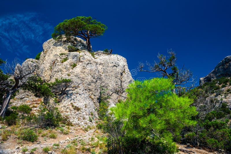 A Low-growing Lush Pine Tree on Top of a Steep Cliff Stock Photo ...