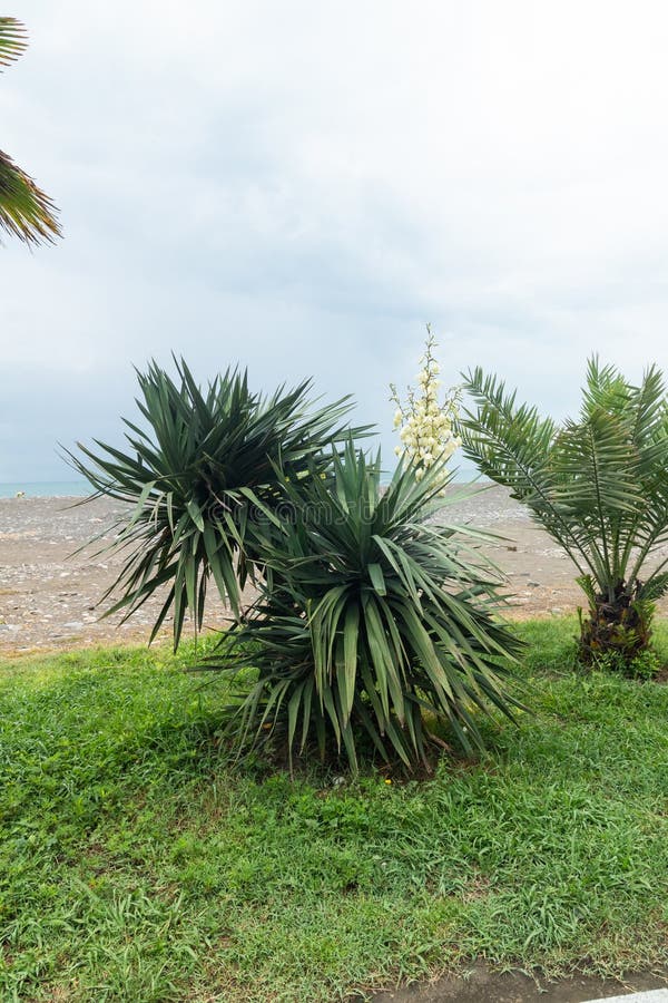 A Low-growing Palm Tree Blooming with a White Flower on the Seashore ...