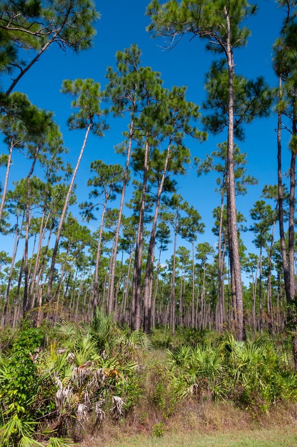 Low-growing Palm Trees Under Coniferous Trees in the Vicinity of a ...