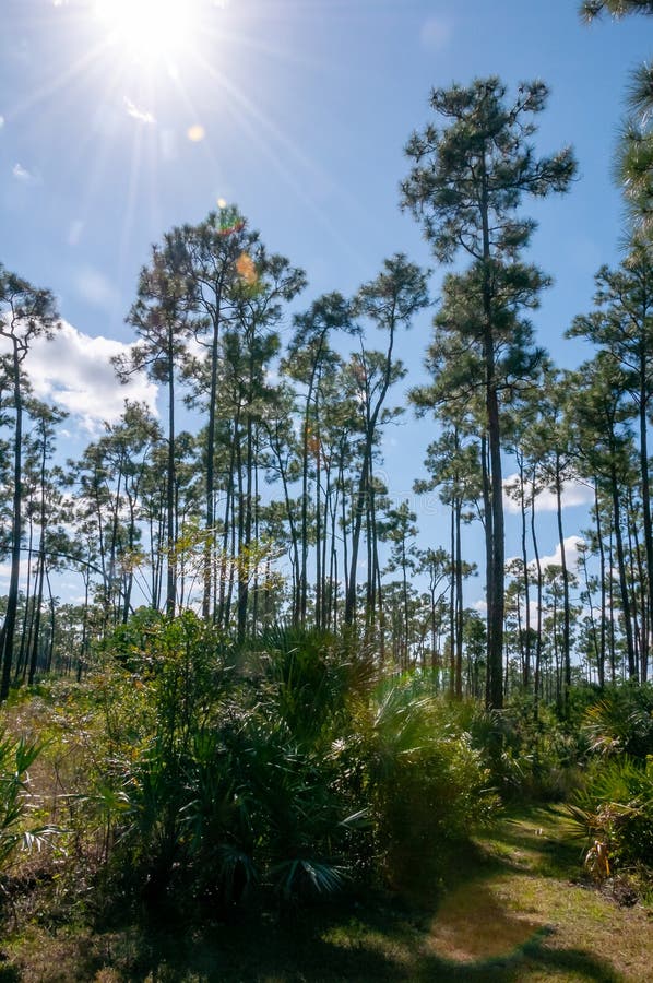Low-growing Palm Trees Under Coniferous Trees in the Vicinity of a ...