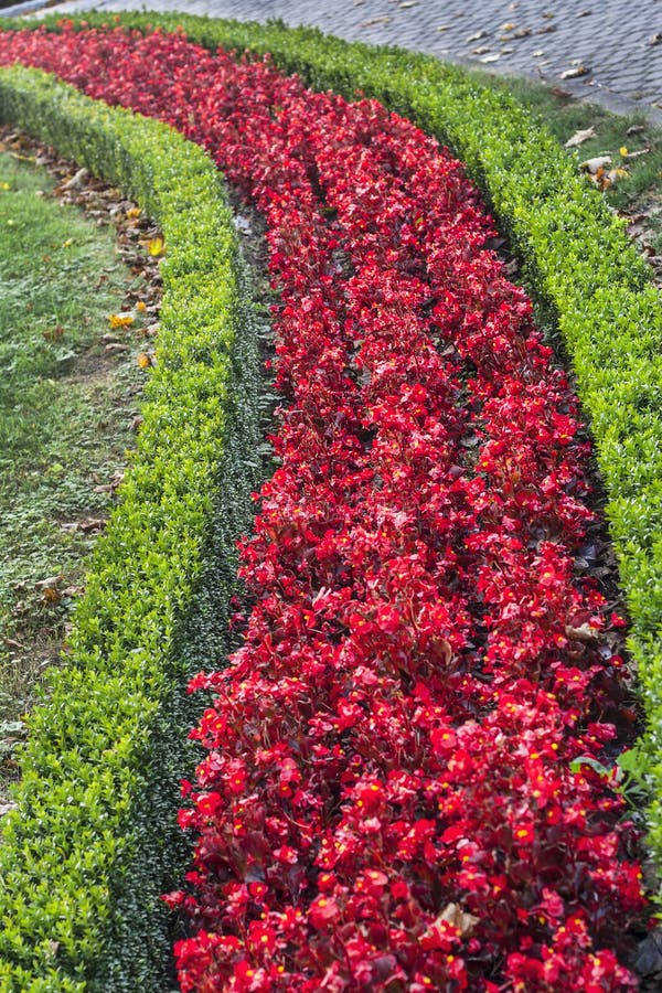 Low Hedge of Shrubs and Flowers Stock Image - Image of natural ...