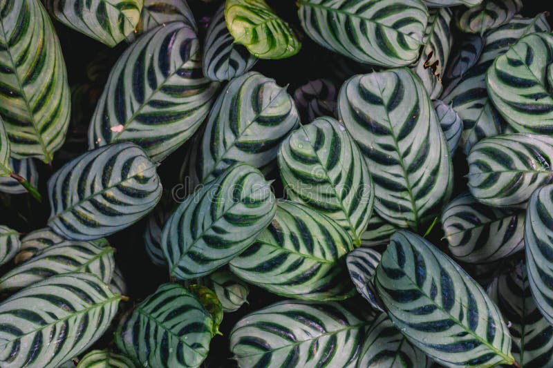 Low Key Green Leaves Dark Nature Background Stock Photo - Image of ...