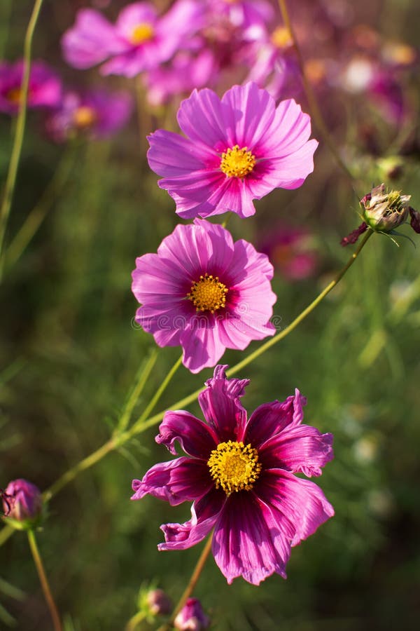 Low Key of Blooming Purple Cosmos Field Stock Photo - Image of grow ...