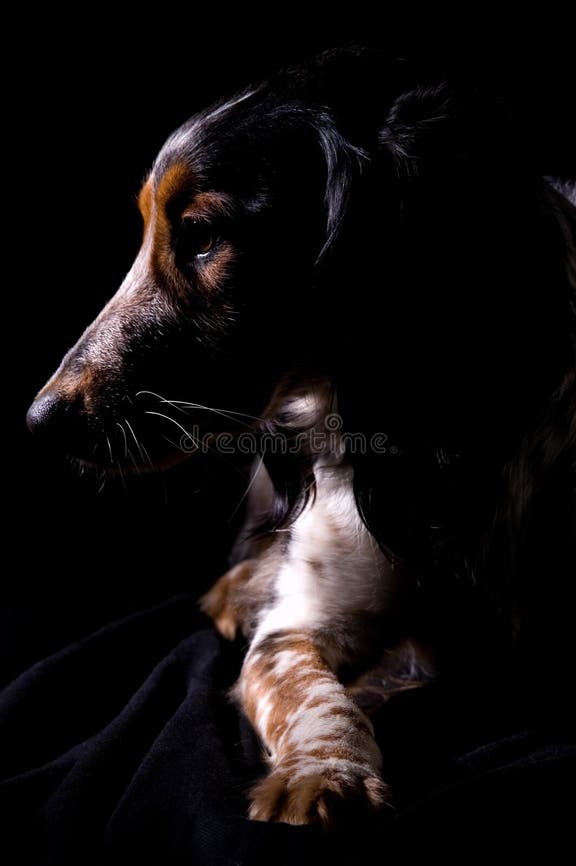 Low key dog portrait stock photo. Image of beauty, profile - 8037756
