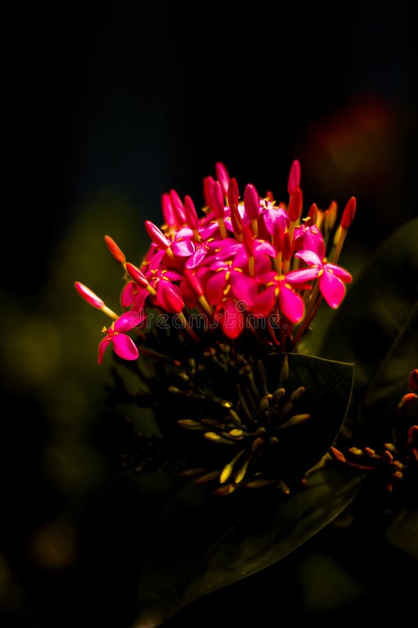 Low key flower stock photo. Image of beautiful, natural - 70334624