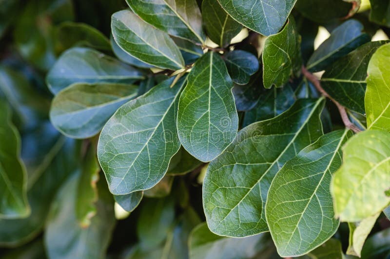 Low Key Green Leaves Dark Nature Background Stock Photo - Image of ...