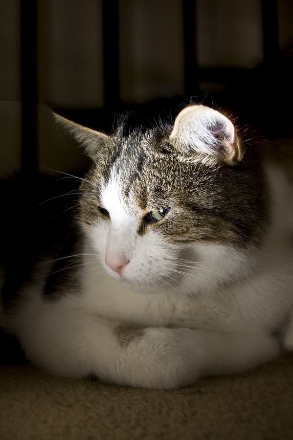 Attabi Stock Photos - Free & Royalty-Free Stock Photos from Dreamstime