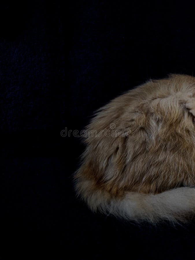 596 Cat Low Key Stock Photos - Free & Royalty-Free Stock Photos from ...
