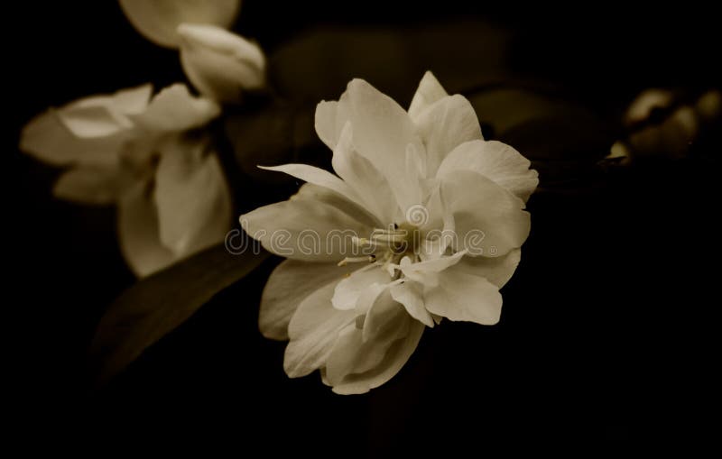 Low Key Photo of Garden Flowers Stock Image - Image of branch, petal ...